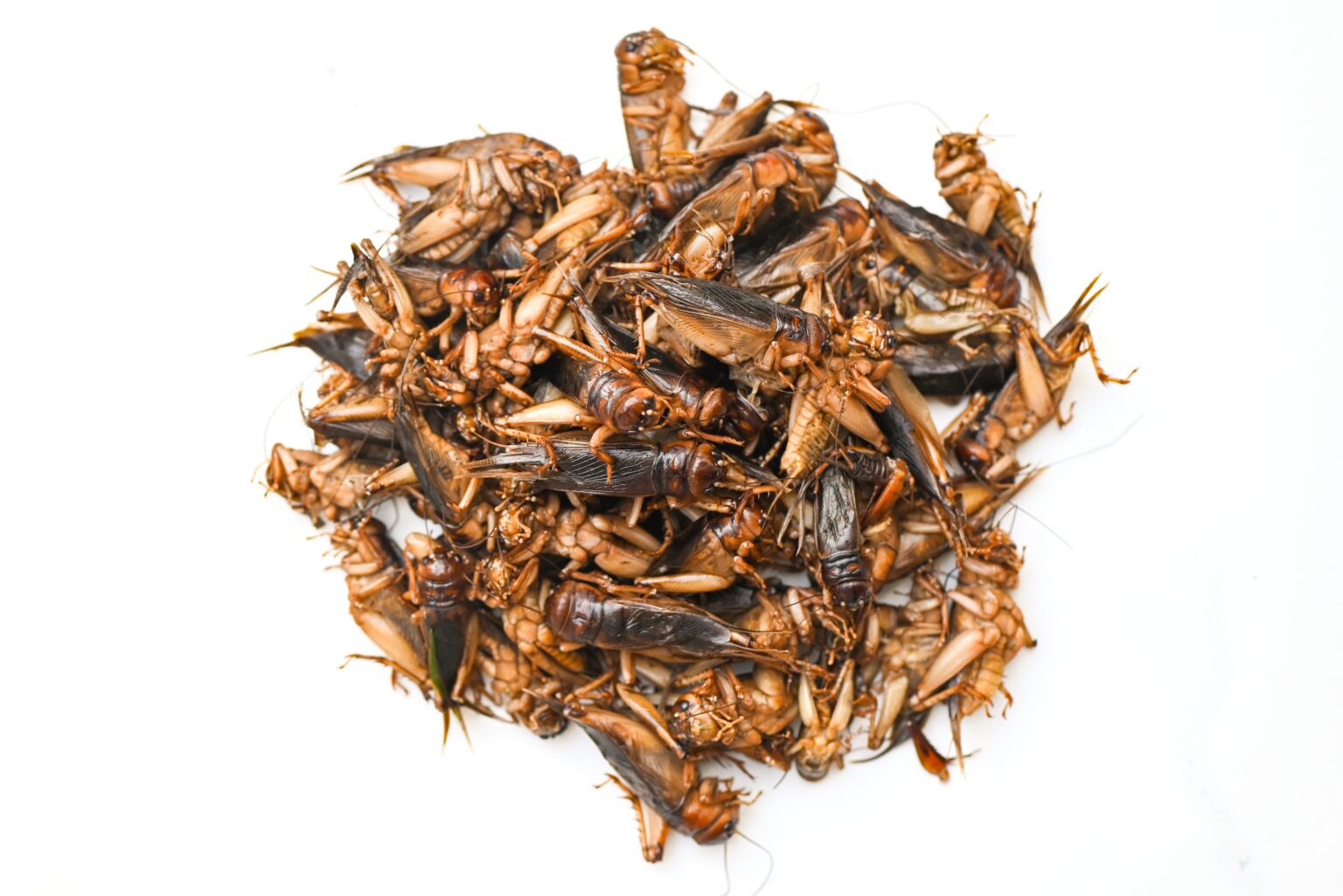 Torino, ecco l'allevamento di insetti: "Produciamo la farina dai grilli"