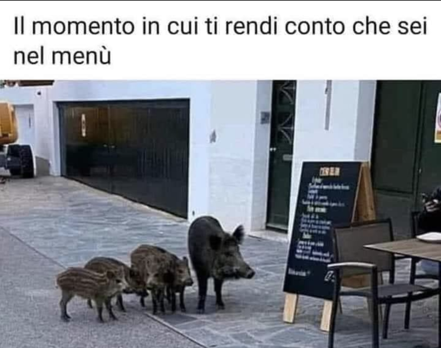 Dai meme alla realtà: per l'emergenza cinghiali via libera alla caccia ...